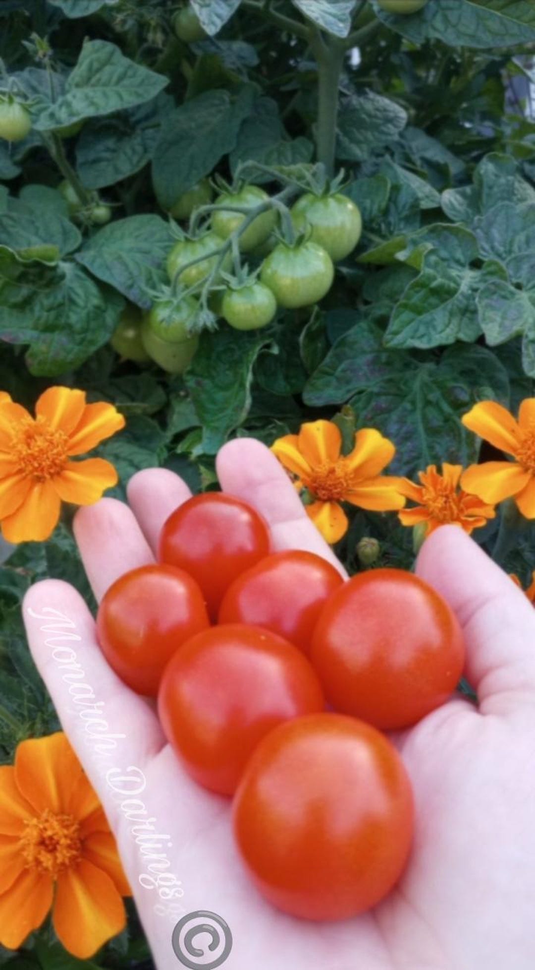 Red Robin Micro Dwarf Tomato Seeds - 10 Seeds. Heirloom Organic Non-gmo ...