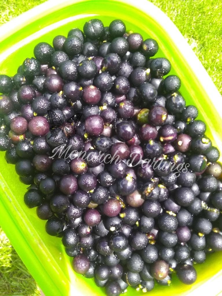 Huckleberry, Garden Huckleberry, 25 Seeds , Solanum Melanocerasum - Etsy