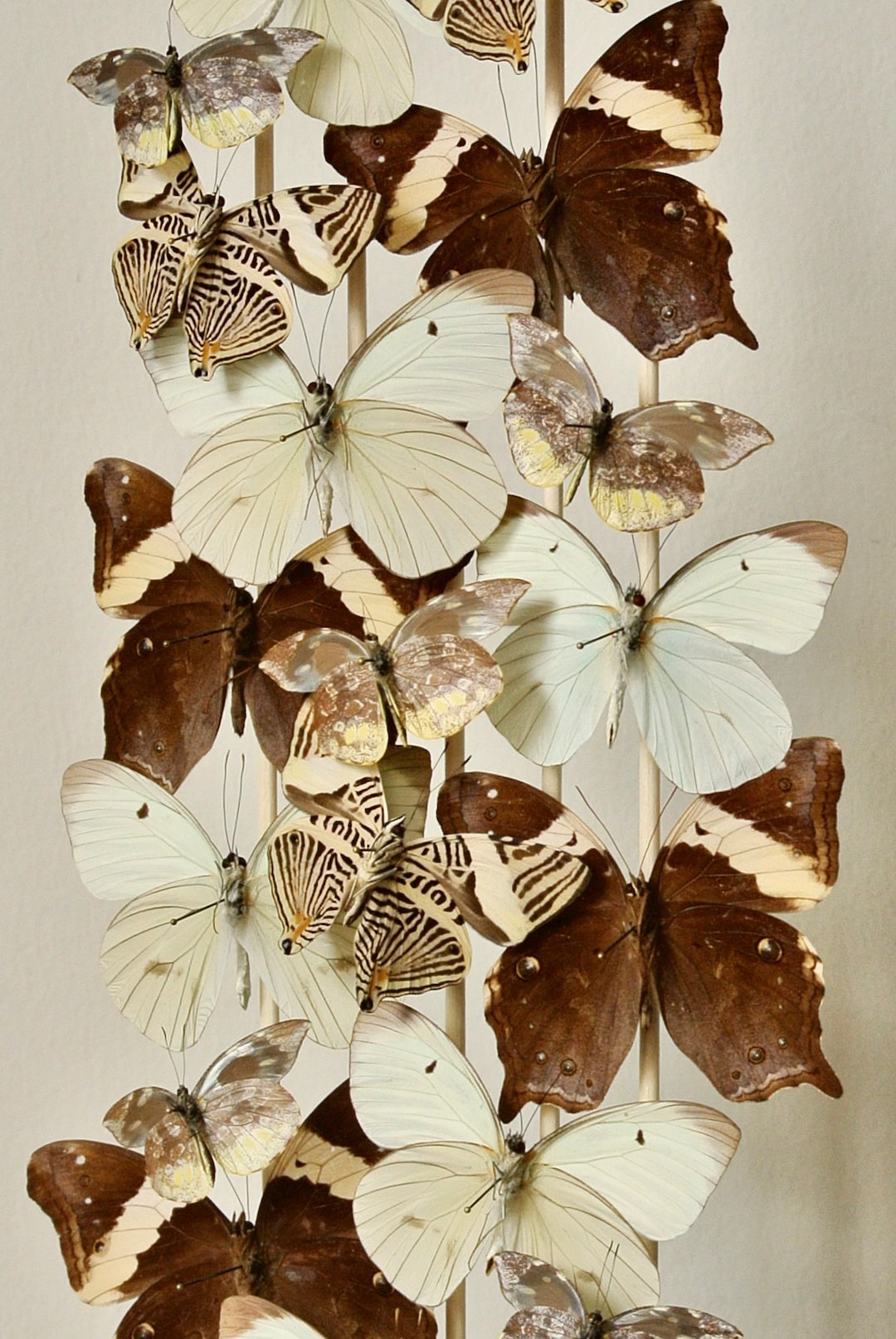 Disguised Mimics - Neutral and Contrasting Coloured Butterflies - One ...