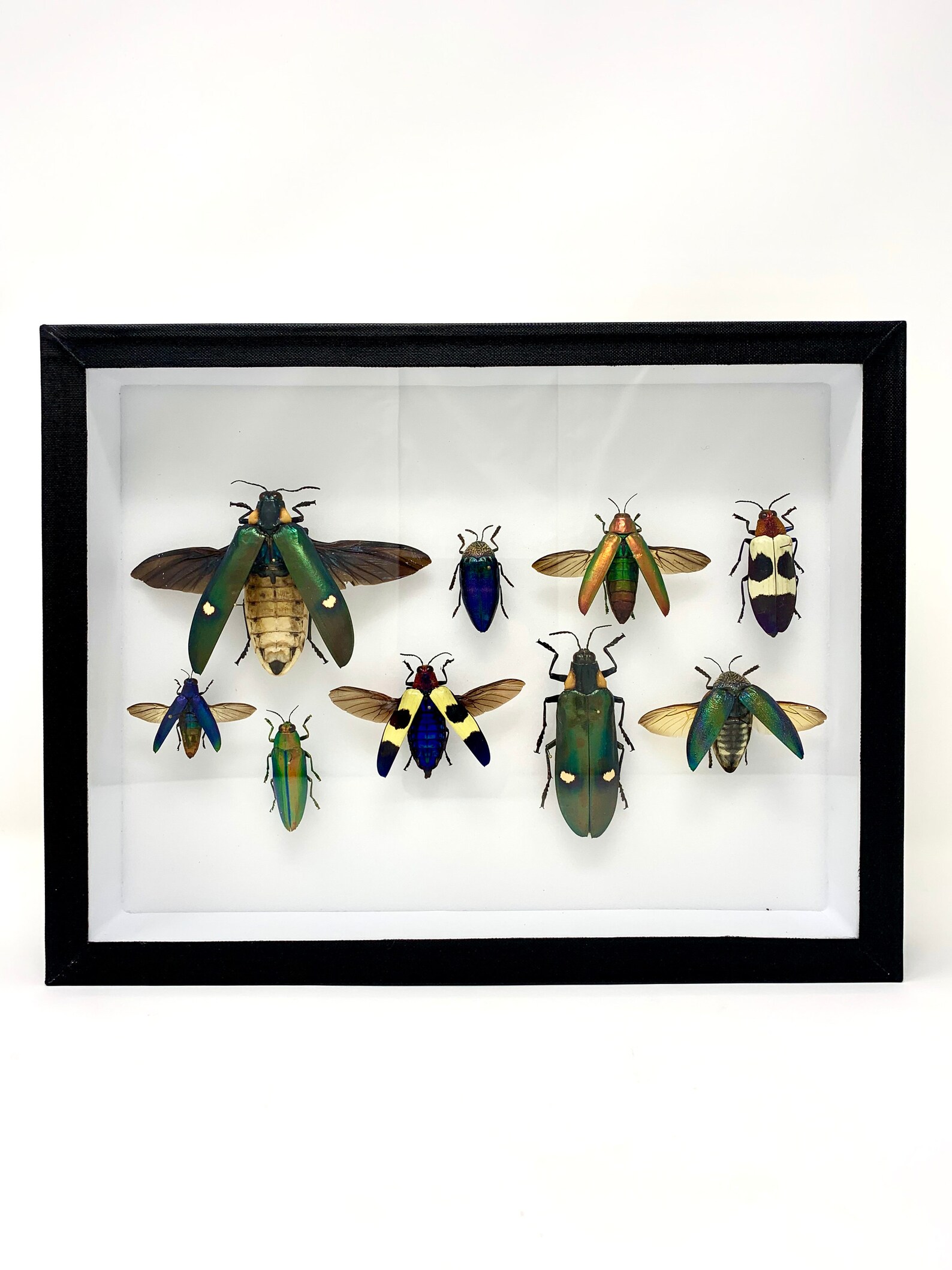 Beetle Mix Frame Different Jewel Beetles Ethical | Etsy