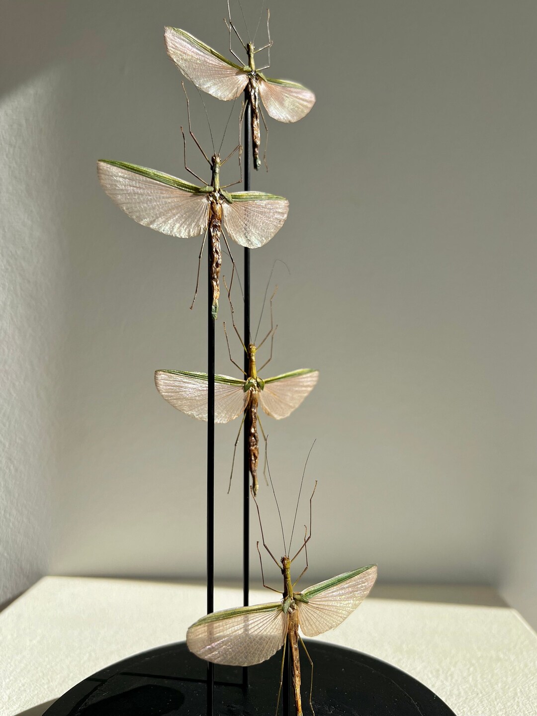 Pink Flight Pink Winged Stick Insects Necroscia Annulipes - Etsy UK