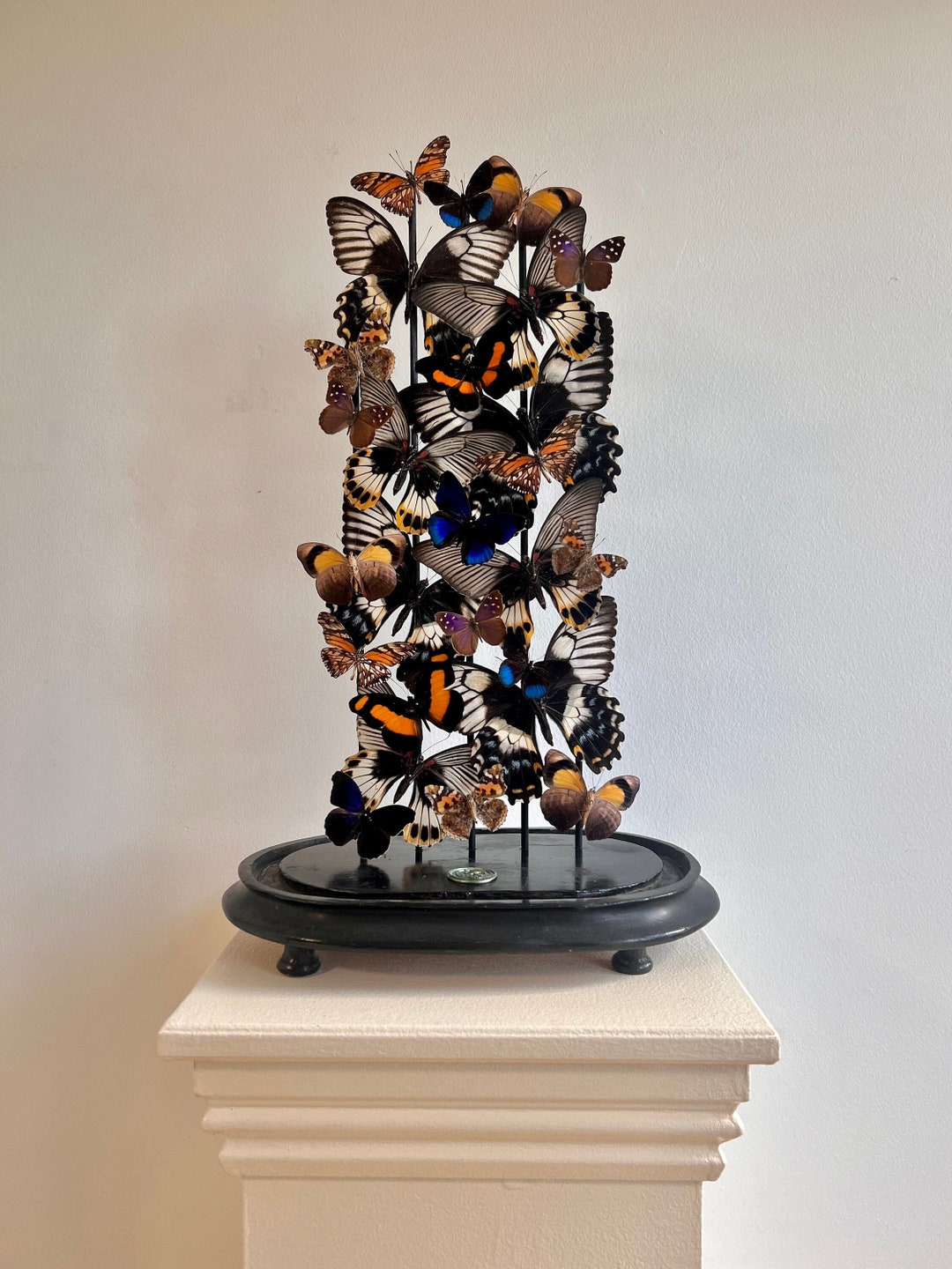 Detailed Giants - Neutral Butterflies With Colourful Accents - One of a ...