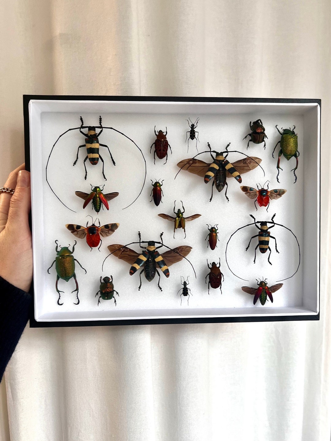 Red Beetle Collection Frame - Red and Green Beetles - One of a Kind ...
