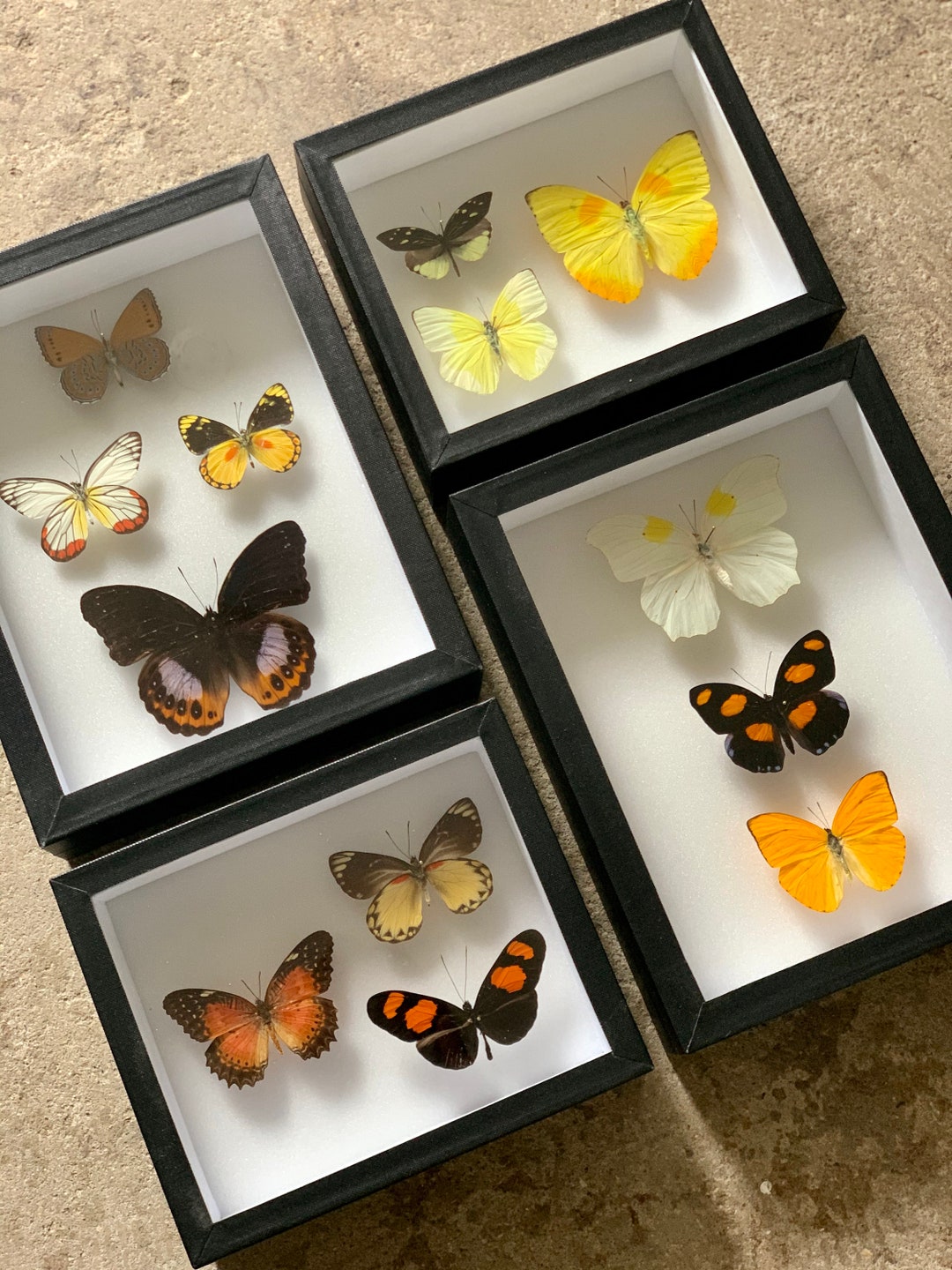 Dawn Rising Assembly of Frames - Ethical Entomology UK - Etsy