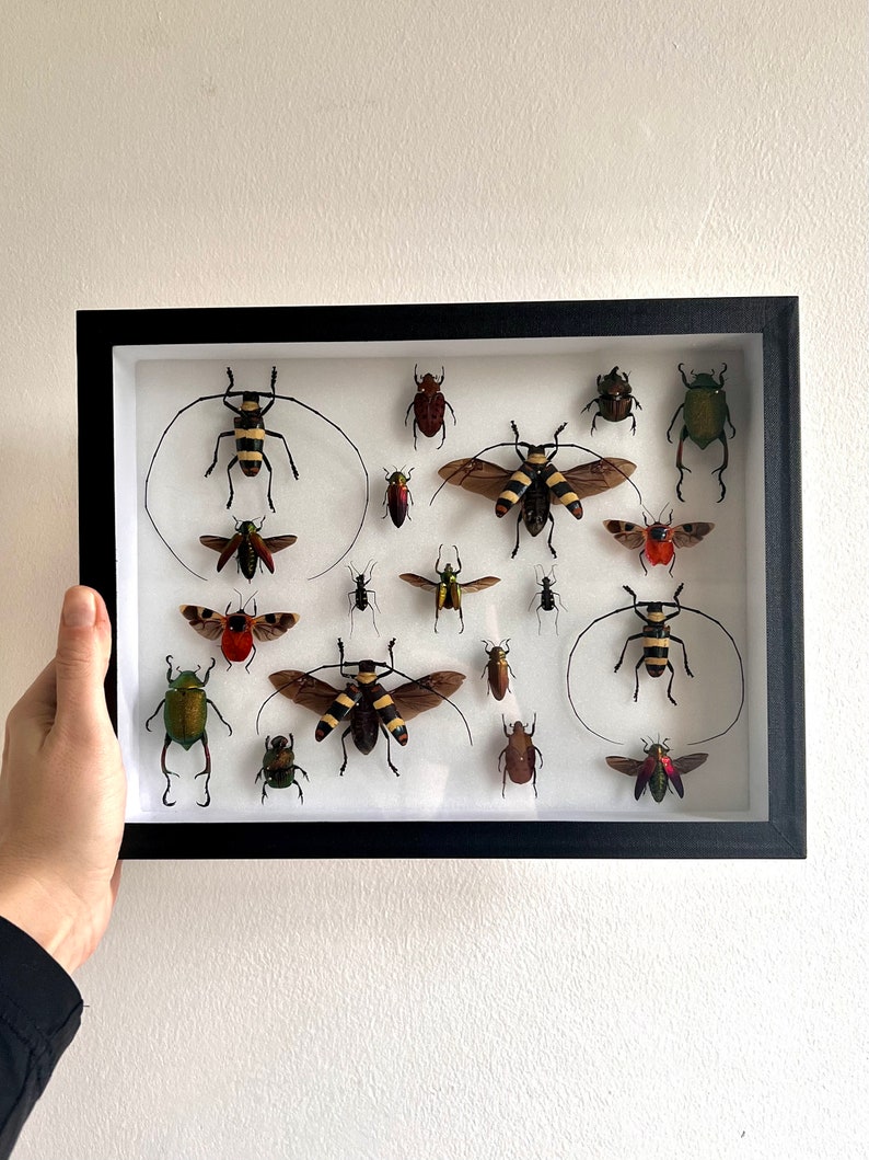 Red Beetle Collection Frame Red and Green Beetles One of a - Etsy