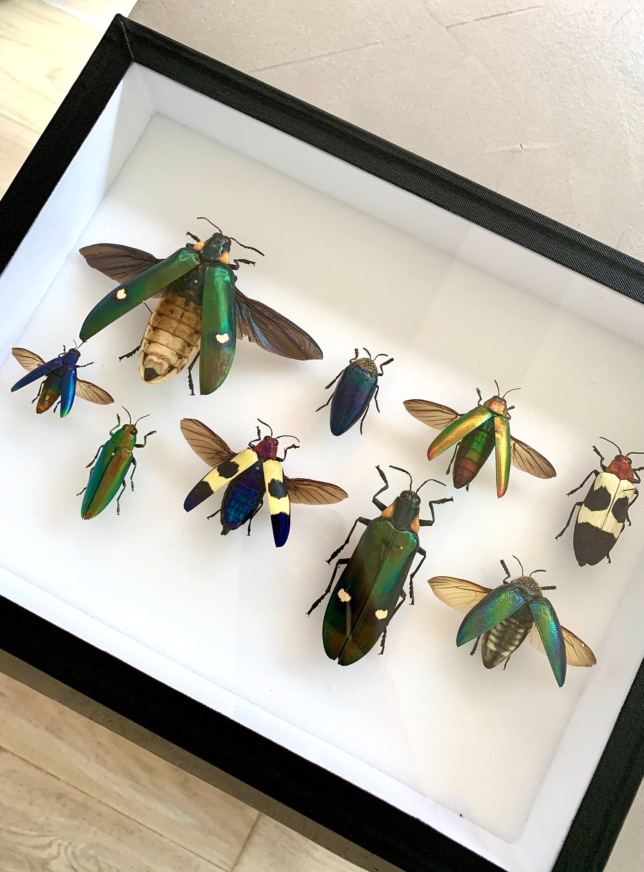 Beetle Mix Frame Different Jewel Beetles Ethical | Etsy