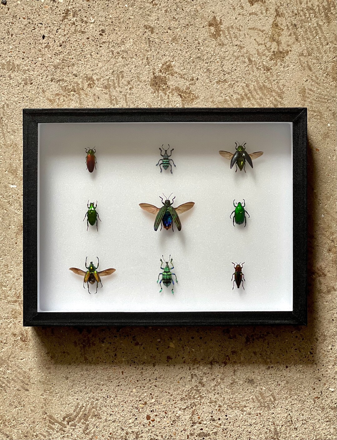 Coleoptera Frame Different Coloured and Beetle Specimen Ethical ...
