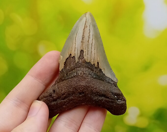 Megalodon Tooth Fossil Prehistoric Shark Tooth Incredible Natural ...