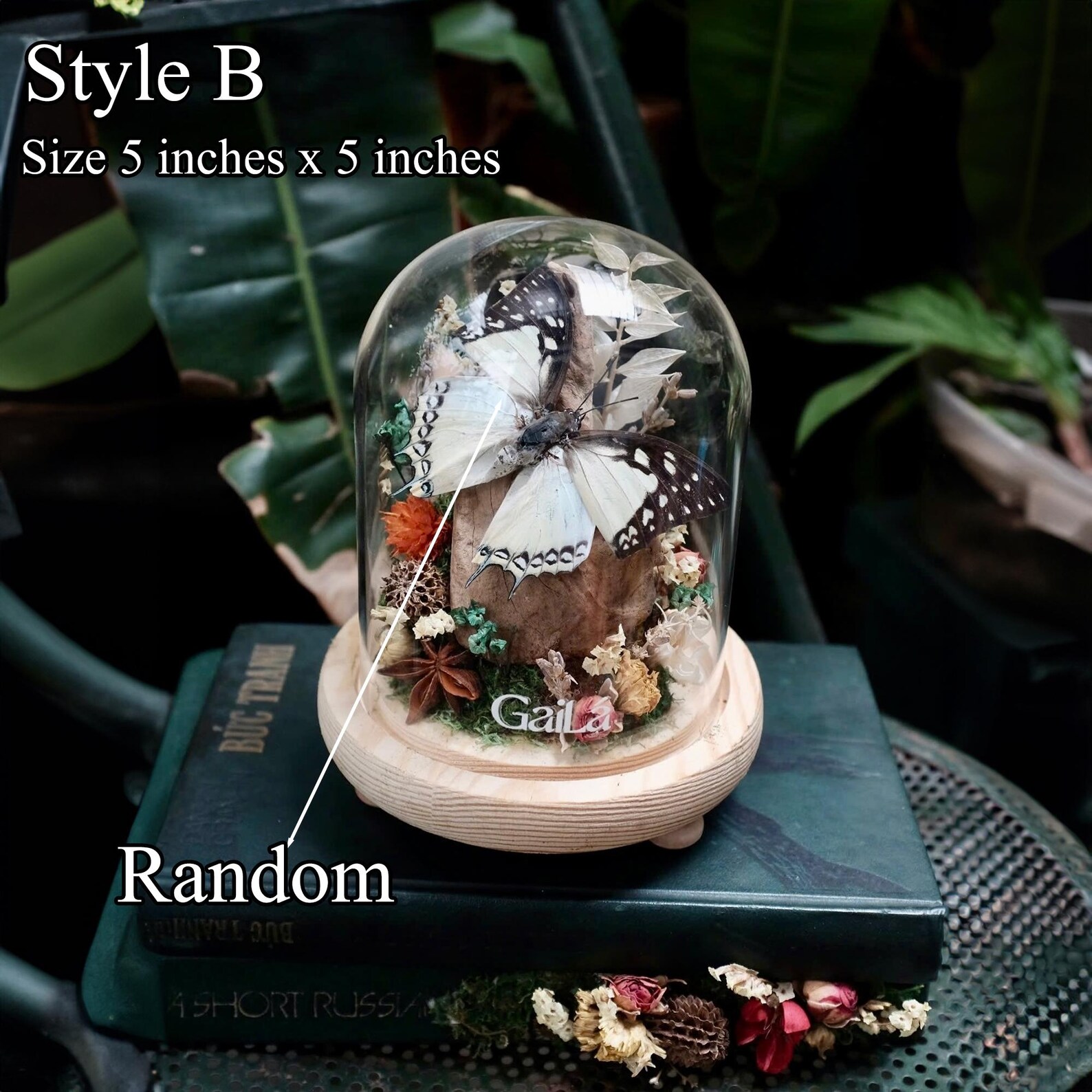 Random Butterfly in a Floating Jar Displaying Full Wing Beauty Many ...