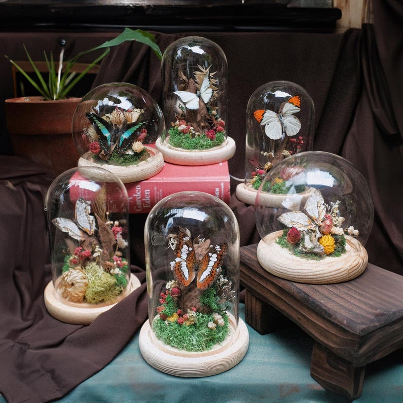 Butterfly Display - Etsy