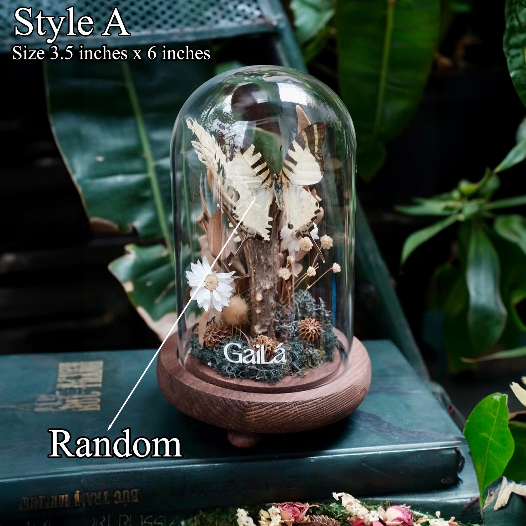 Random Butterfly in a Floating Jar Displaying Full Wing Beauty Many ...