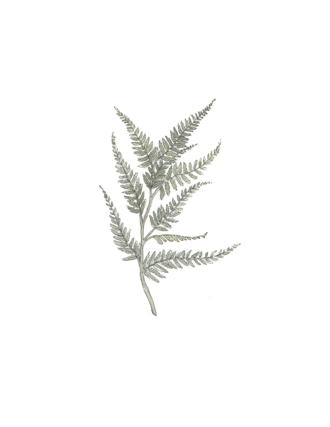 Ferns Simple Leaves Watercolor Fern Home Decor - Etsy