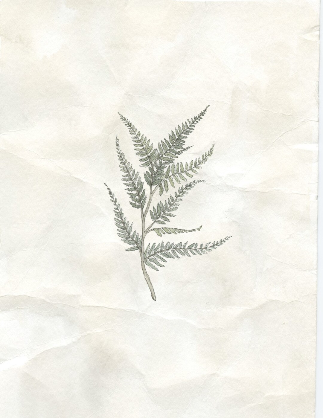 Ferns With Antique Background - Etsy