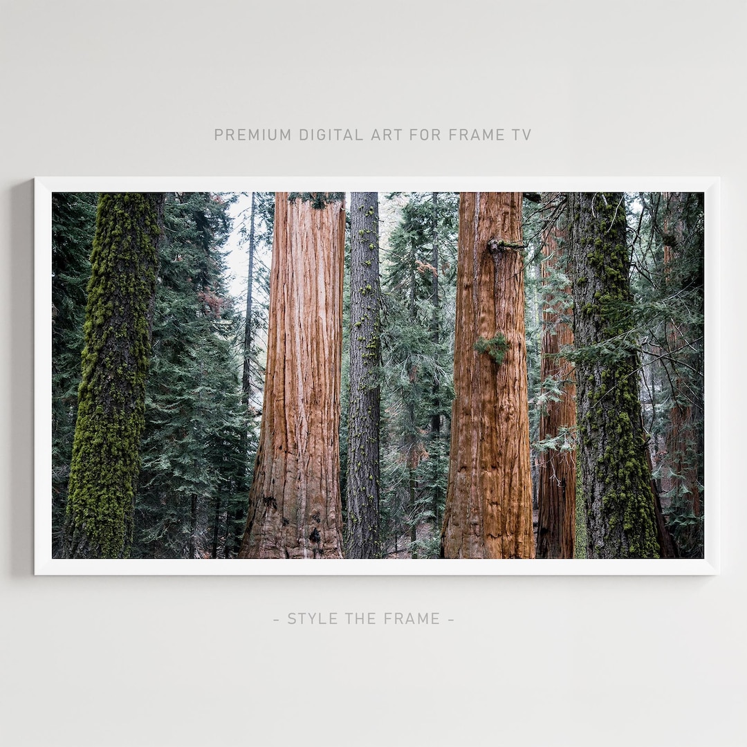 Redwood Forest Frame TV Art: California Nature Photography (digital ...