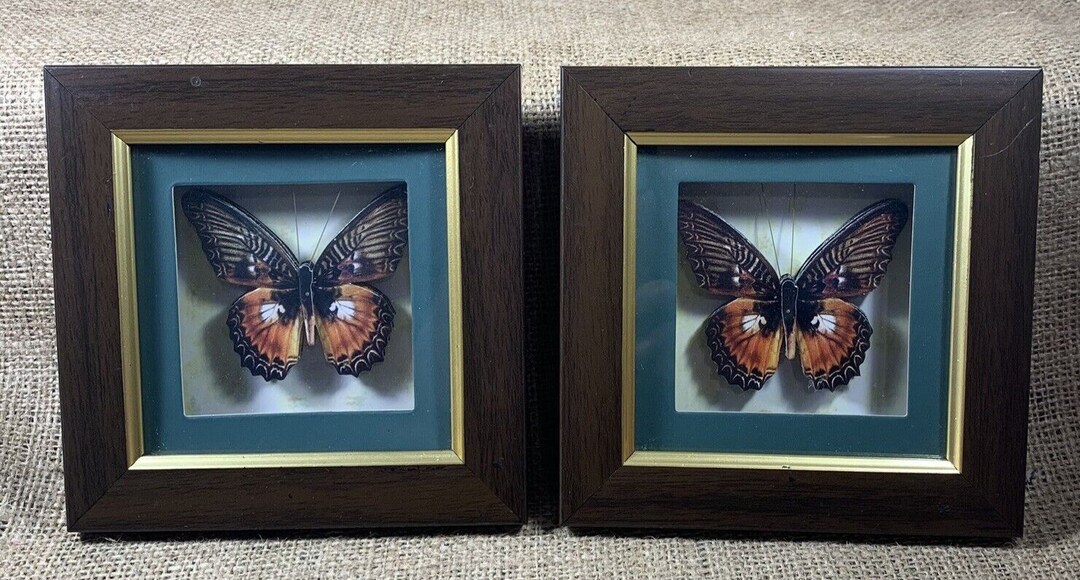 Paper Butterfly in 5.5” Shadow Box Frame Paper Tole Butterflies Lot of ...