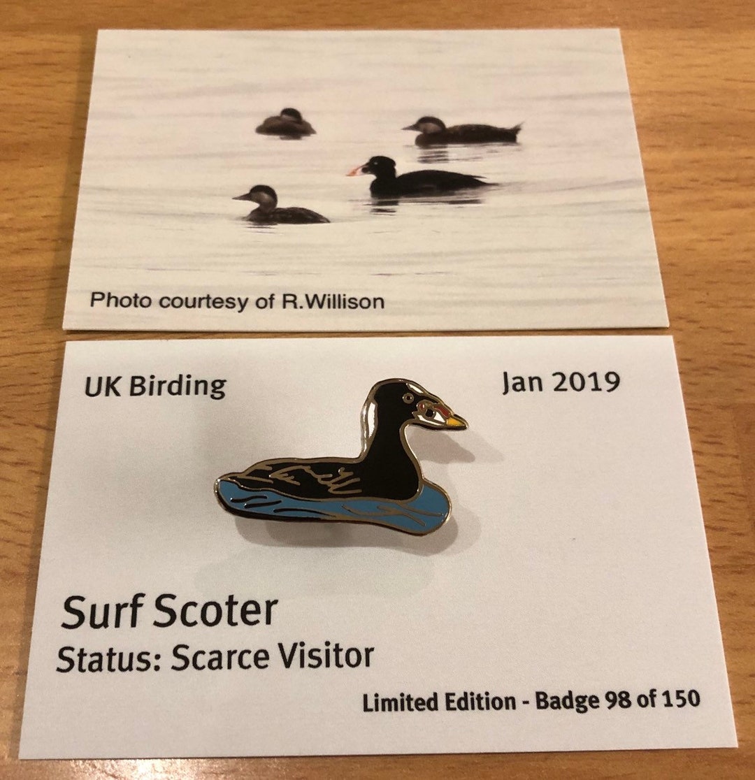 Surf Scoter Enamel Pin Badge - Etsy