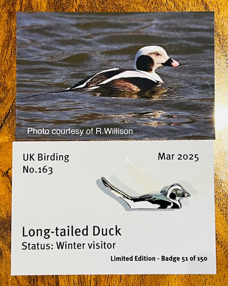 Long-tailed Duck - No.163 - UK Birding Series - Etsy