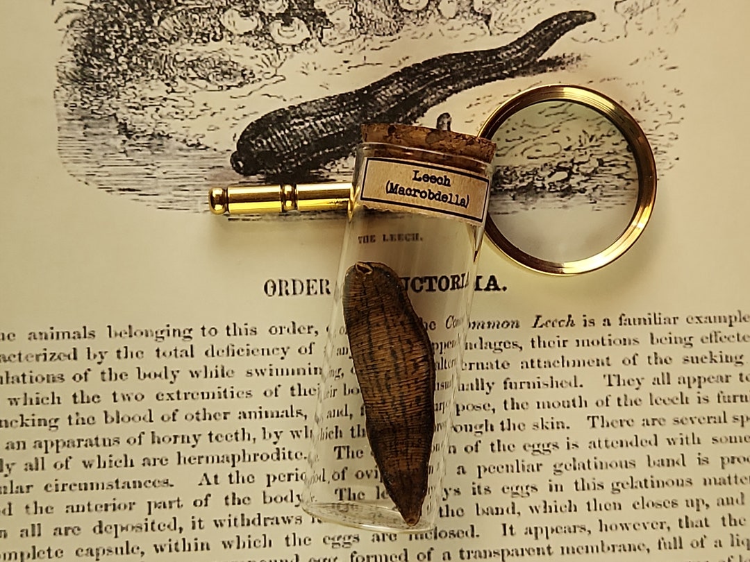 Bloated Dried Leech in Glass Tube a Mummified Specimen Perfect for Your ...