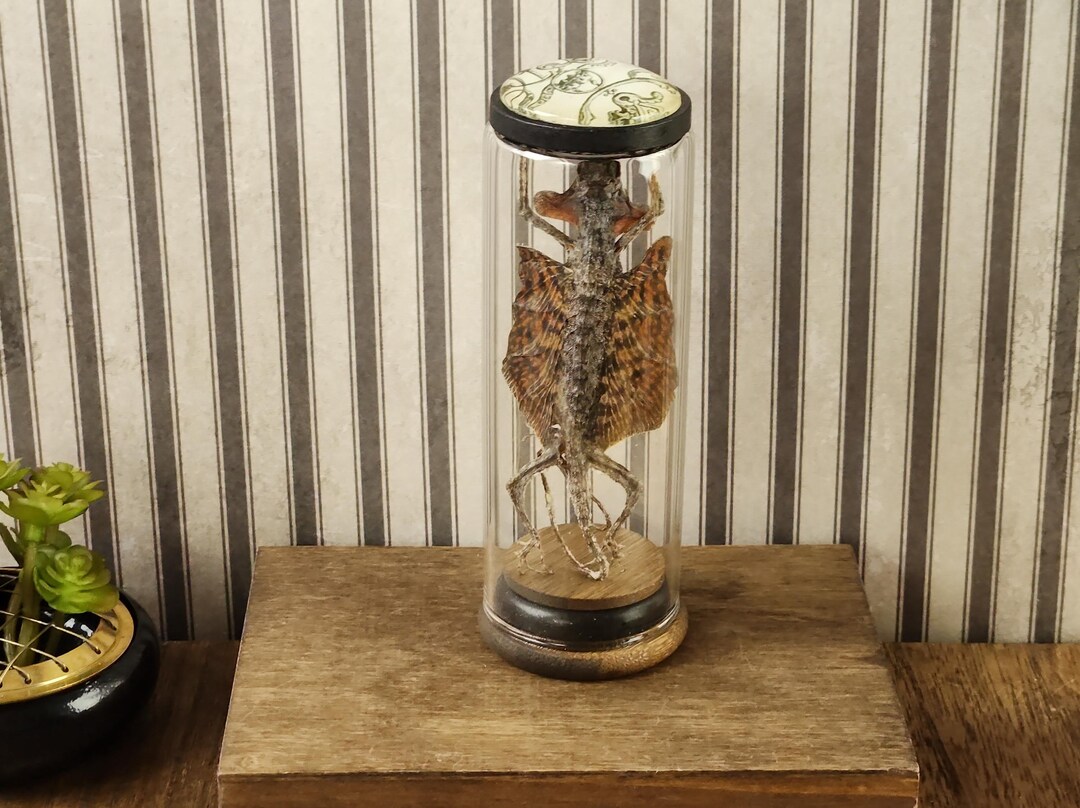 Dried Flying Lizard, a Natural History Specimen for Your Oddities Shelf ...
