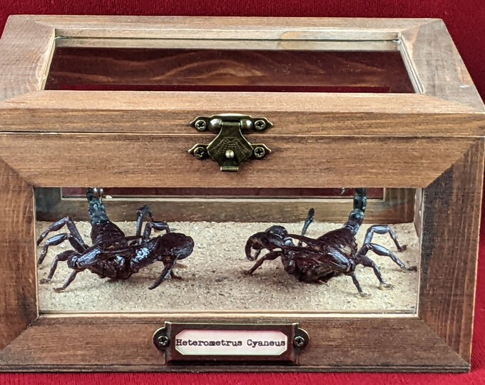 Two Real Scorpions on Display, Being a Museum Quality Display of Two ...