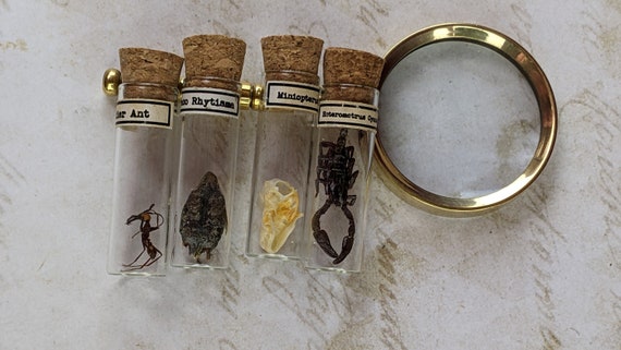 Set: 4 Mini Curiosity Tubes Real Specimens scorpion - Etsy