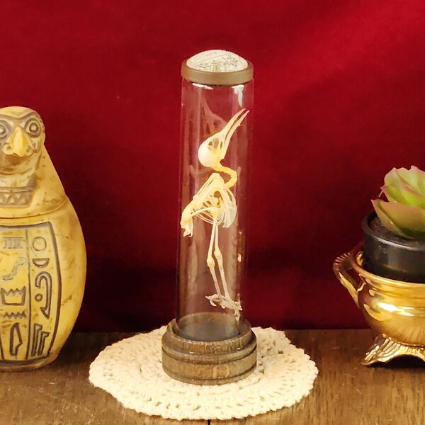 Bird Skeletons - Etsy