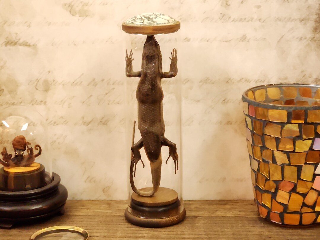 Golden Skink Lizard, Mummified Lizard in a Glass Display Canister ...