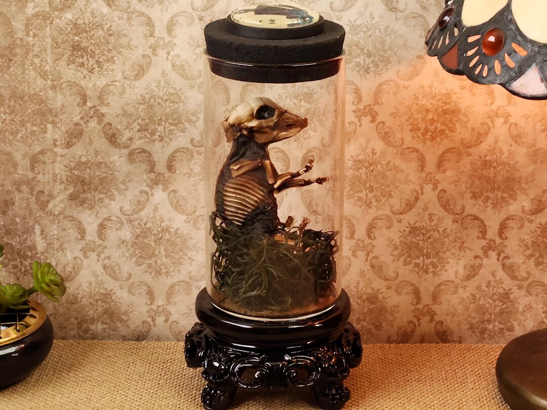 Preserved Fetal Pig in Victorian Glass Canister, Taxidermy Oddities ...