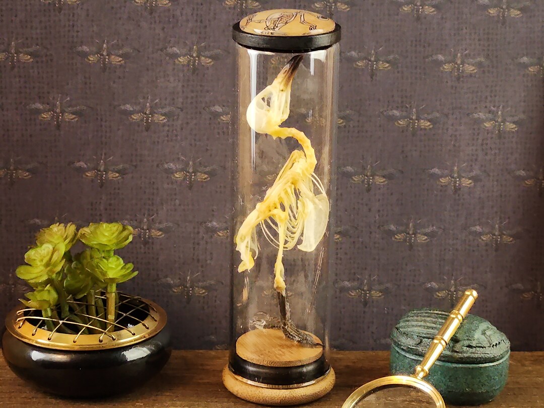 Large Glass Display Tube With Full-size Bird Skeleton, Vintage ...