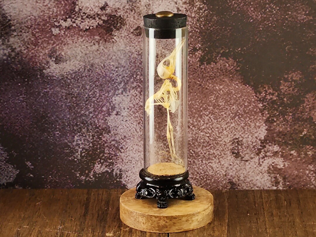 Victorian Display of Real Bird Skeleton in Glass Tube | Avian Specimen ...