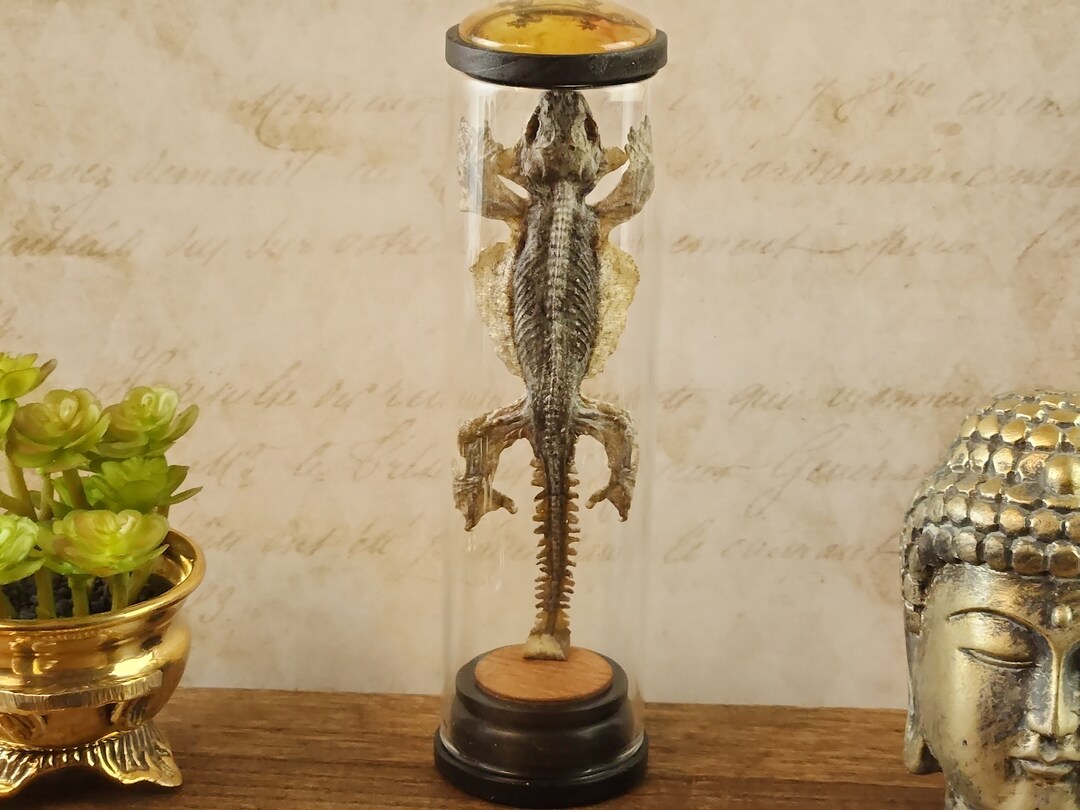 Flying Gecko Display, a Lizard Taxidermy Specimen for Cabinet of ...
