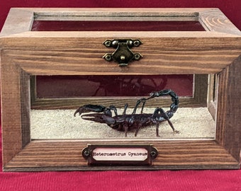Scorpion Display - Etsy