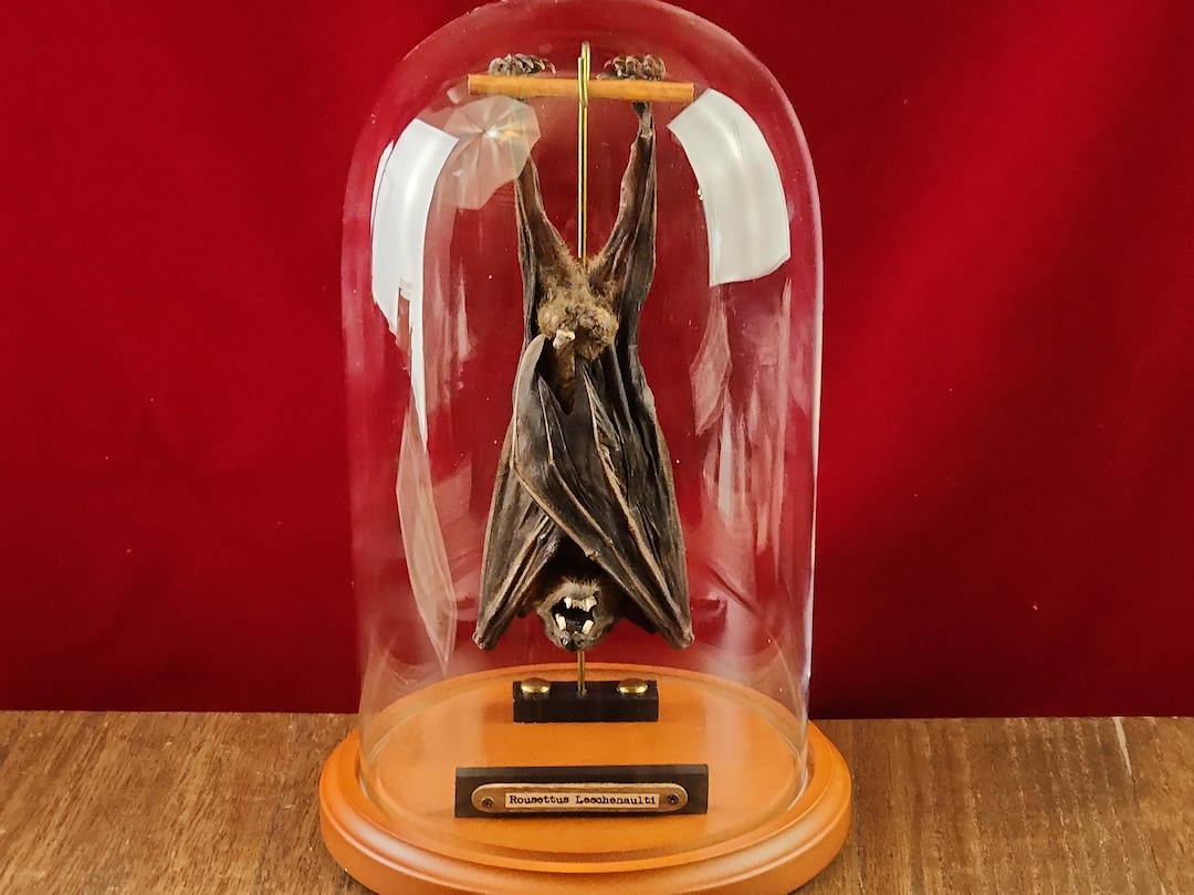 Gigantic Bat in an Oversize Glass Dome a Mega-bat Taxidermy - Etsy