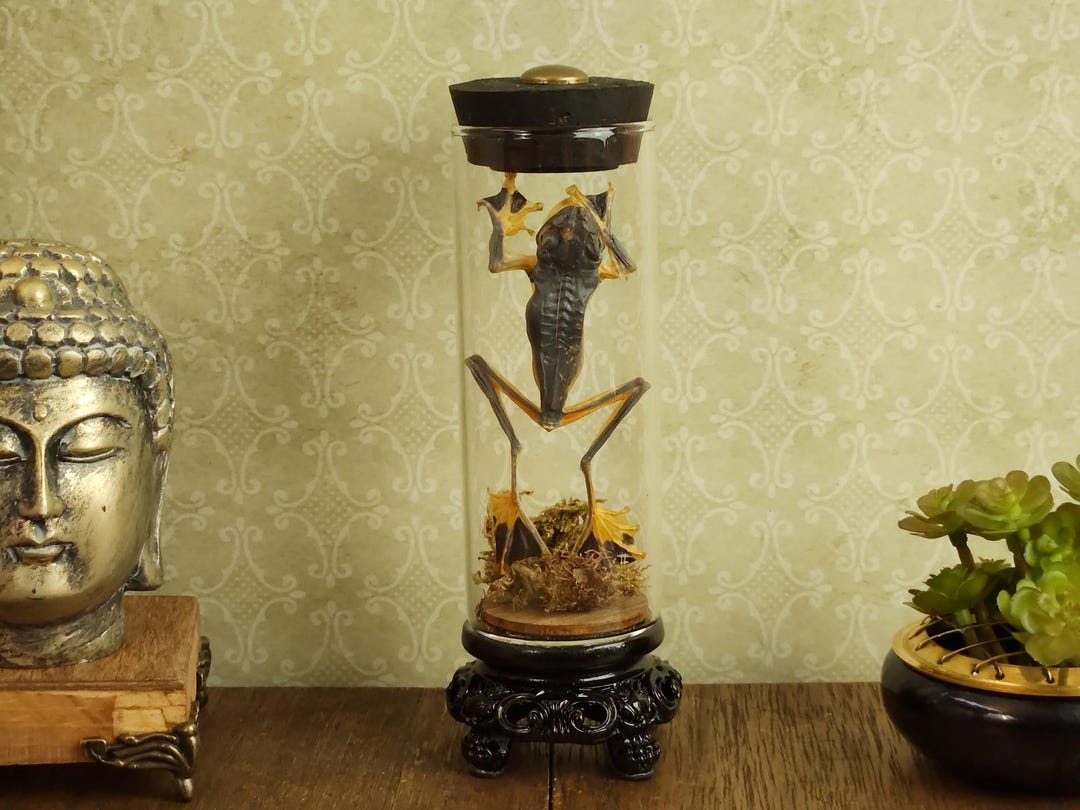 Mummified Frog Display in Gothic-style Glass Canister, Oddity ...
