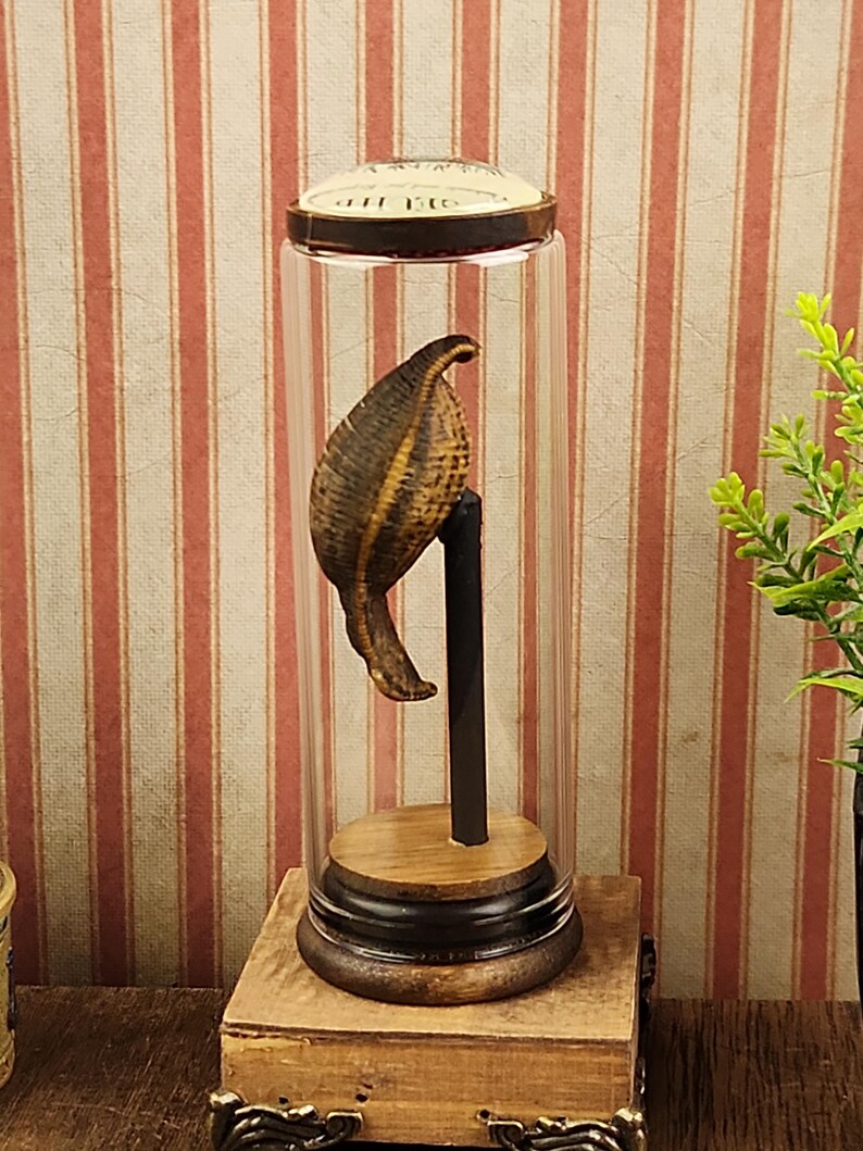 Mummified Bloated Leech in Glass Display With Vintage Accents ...