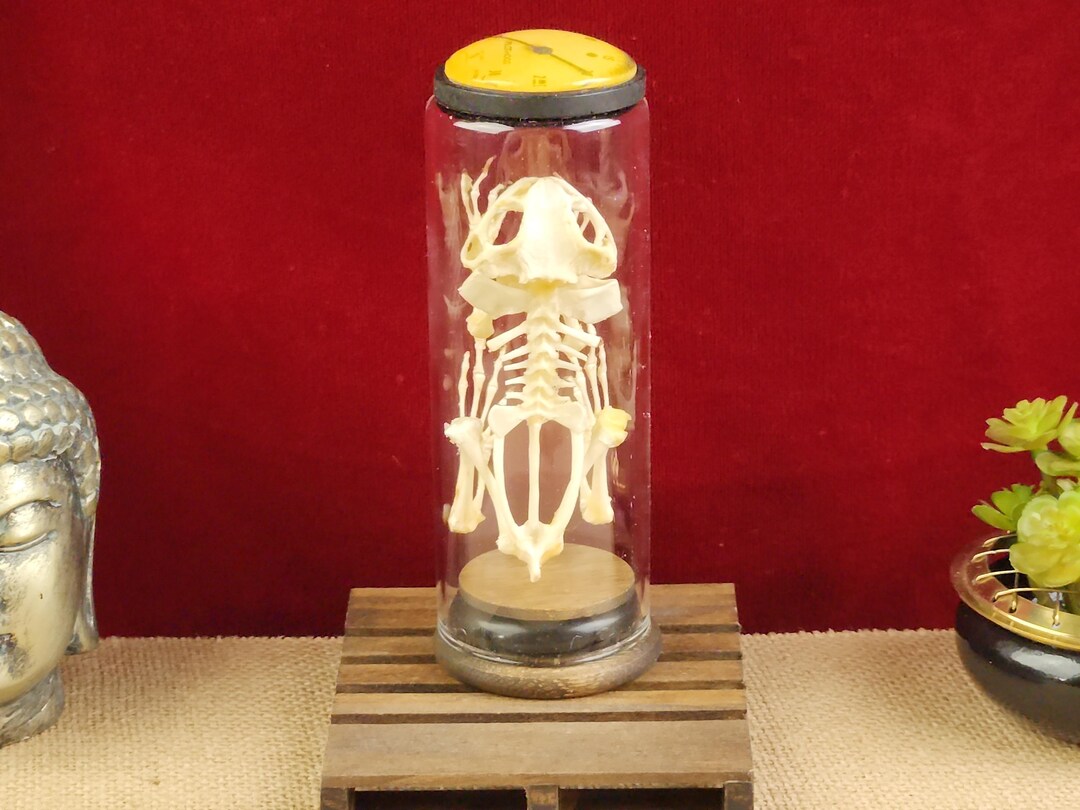 Real Frog Skeleton in Retro Glass Display: Victorian Oddity Decor - Etsy