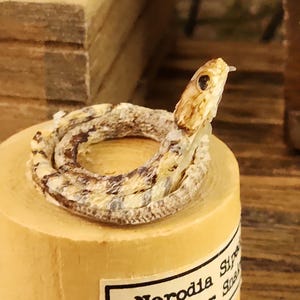 Real Taxidermy Water Snake, a Baby Snake Dried and Coiled in Vintage ...