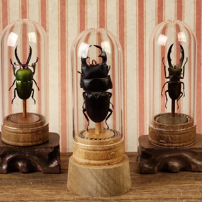 Glass Dome Display - Etsy