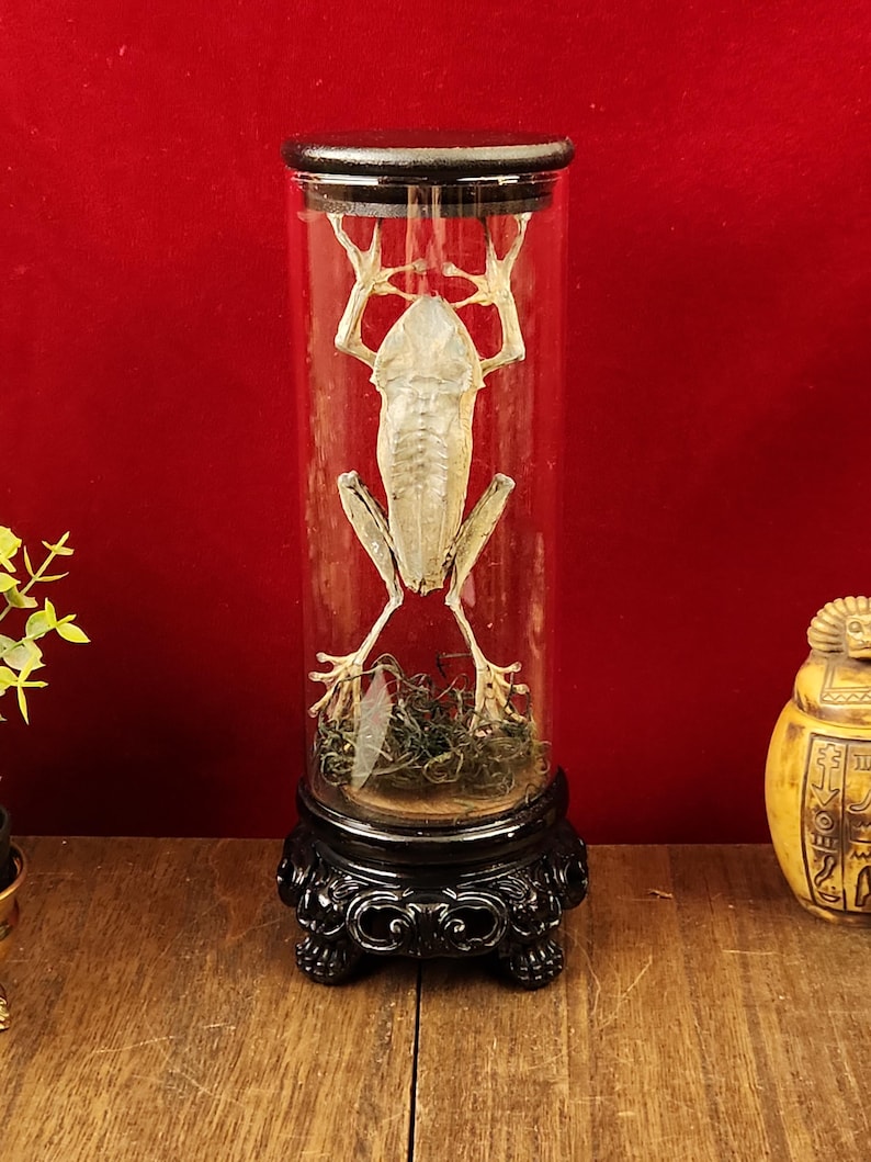 Giant Frog Specimen, Gothic Glass Display Dome (10.25" Tall) - Etsy