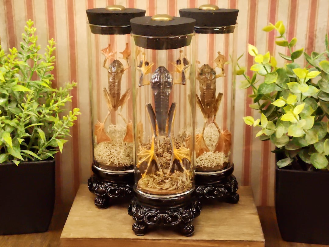 Gothic-style Mummified Frog Display in Glass Canister, Oddity ...