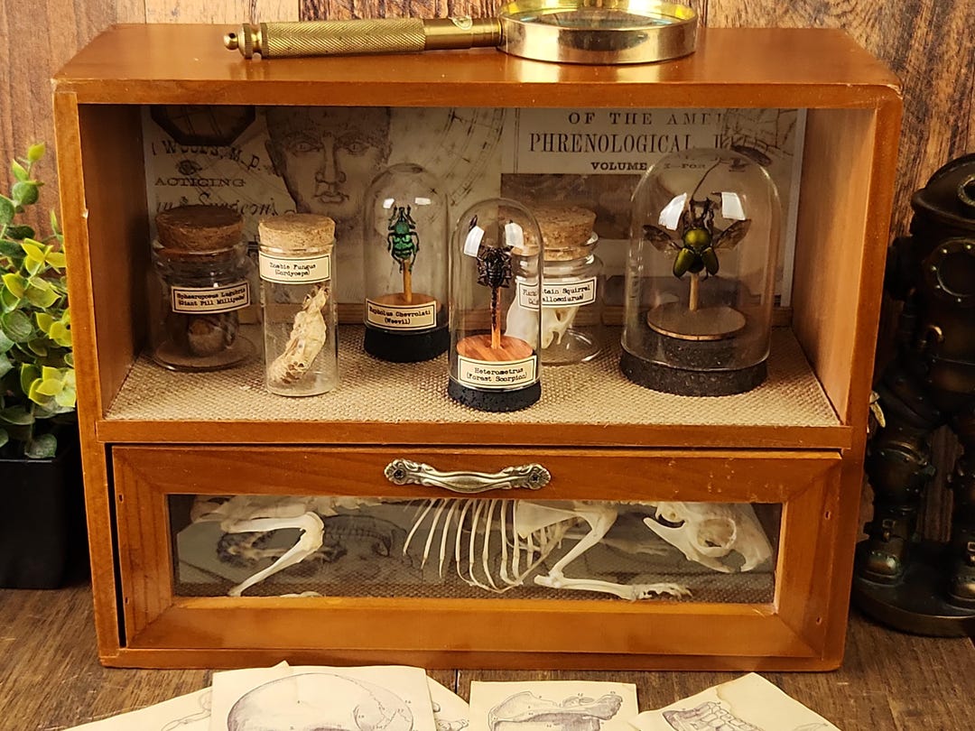 A Collection of Interesting Specimens in Their Own Cabinet of ...