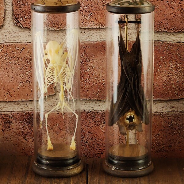 Bat Taxidermy - Etsy