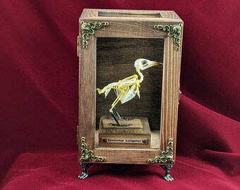 Oddity Display Case | Etsy
