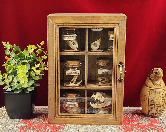 A Collection of Curious Skull Oddities in Their Own Cabinet of ...