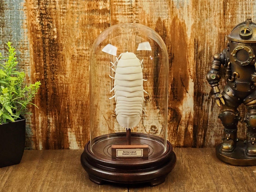 Deep-sea Isopod, a Real Crustacean Displayed in a Vintage-style Glass ...
