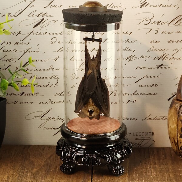 Bat Taxidermy - Etsy