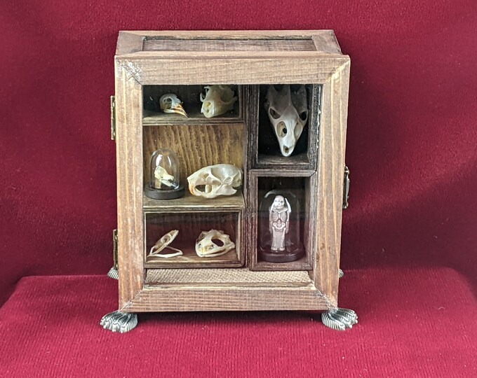 Skullery - A Desktop Cabinet of an Interesting Assortment of Skulls - Etsy