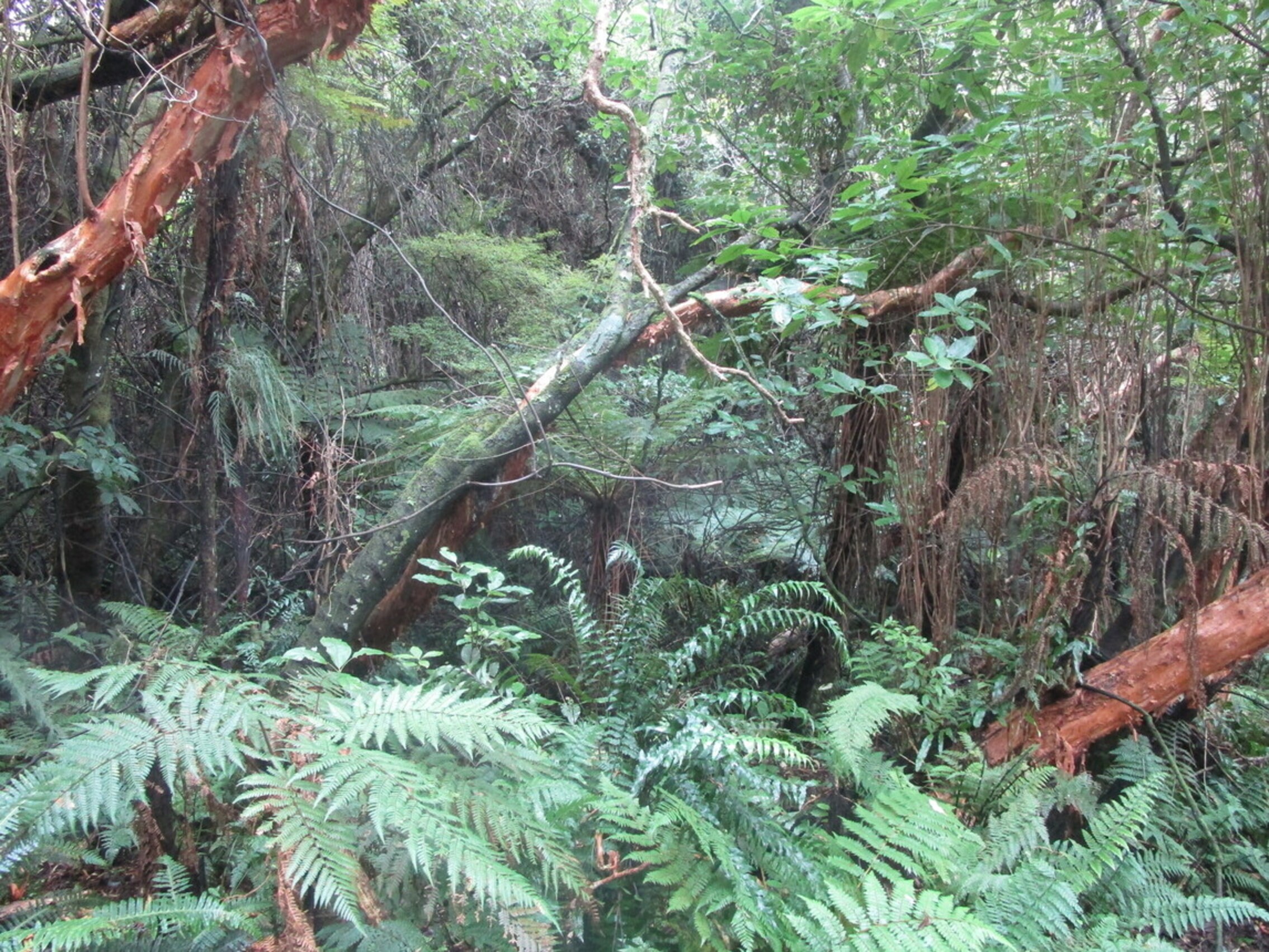New Zealand Nature Photo Stewart Island Primordial Forest - Etsy