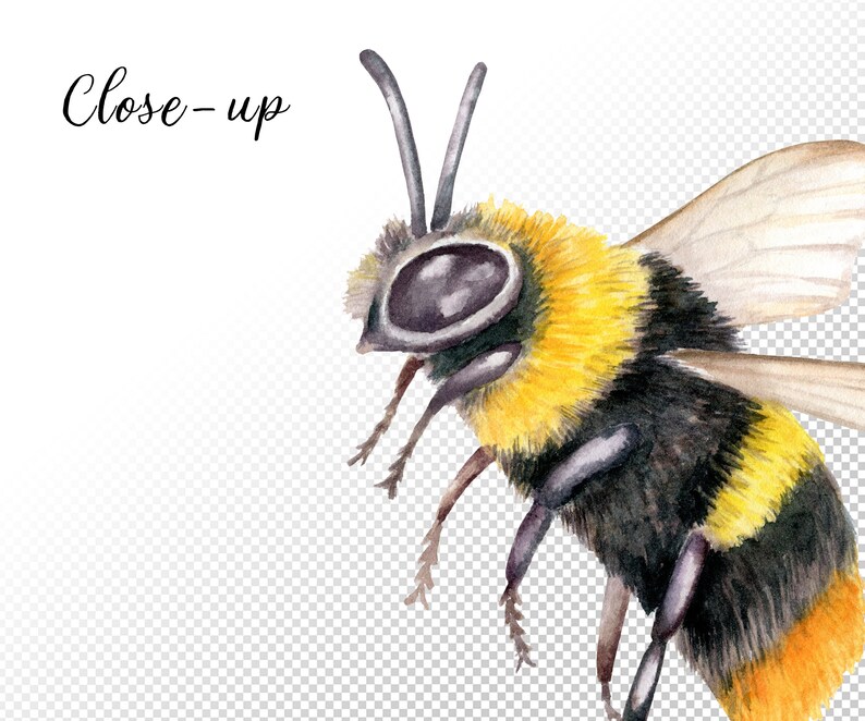 Watercolor Honey Bee Clipart Set. Hand Painted Vintage Insects | Etsy