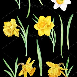 Watercolor Daffodils Clipart Set. Hand Painted Spring Flowers PNG Clip ...